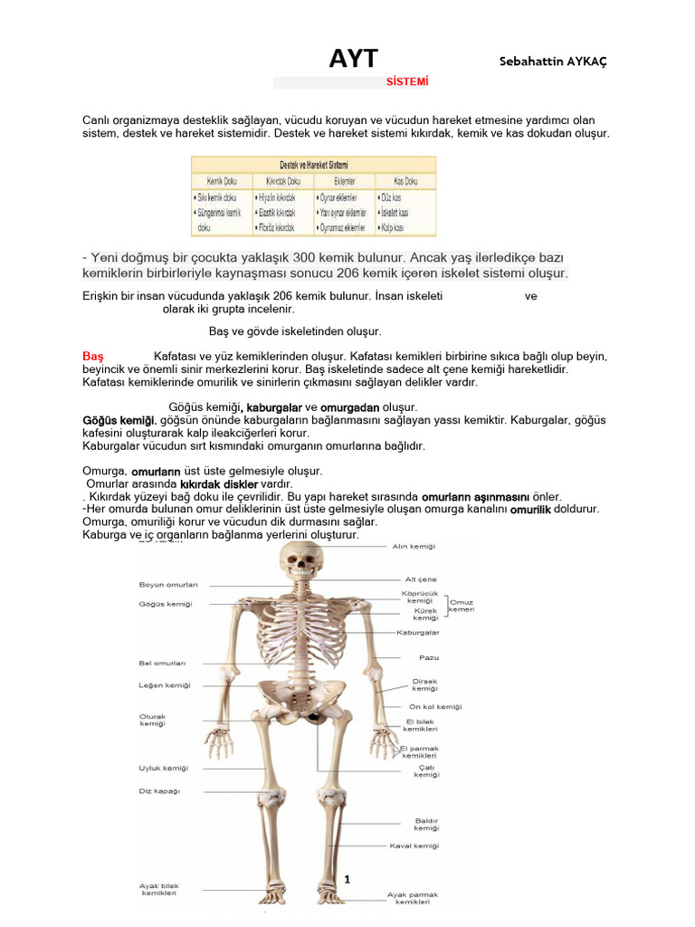 Destek Ve Hareket Si̇stemi̇ (2) Word - 080314 | PDF
