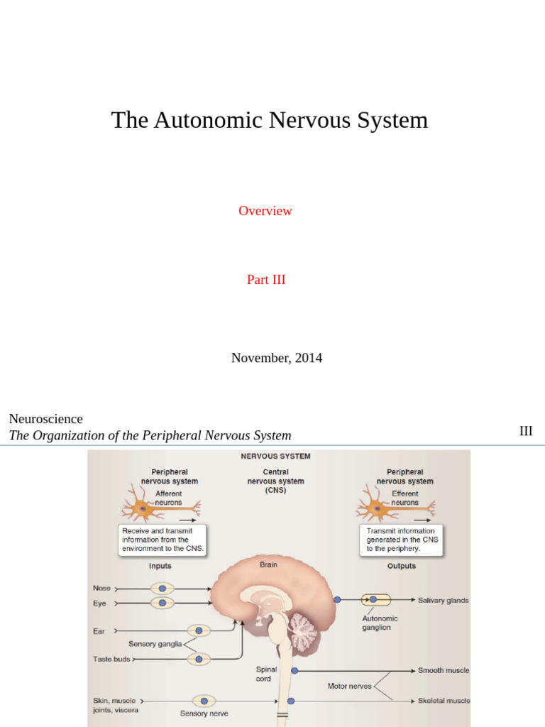 Anization of The PNS | PDF | Autonomic Nervous System | Nervous System