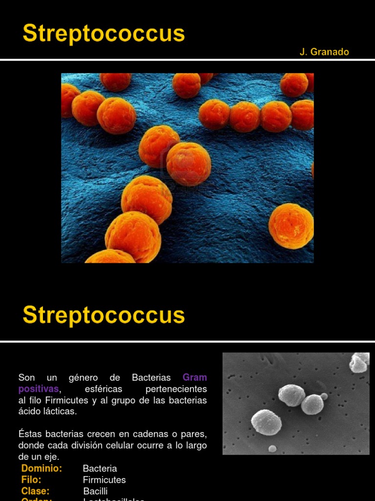Streptococcus | Streptococcus | Microbiology