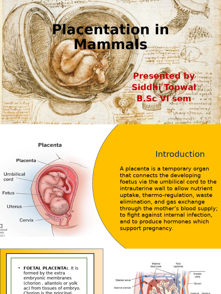 Placentation in Mammals | PDF | Uterus | Placenta
