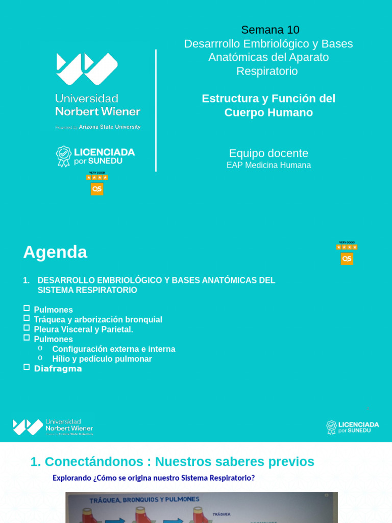 Clase 10. Desarrollo Embriológico y Bases Anatómicas Del Sistema Respiratorio | PDF | Pulmón ...