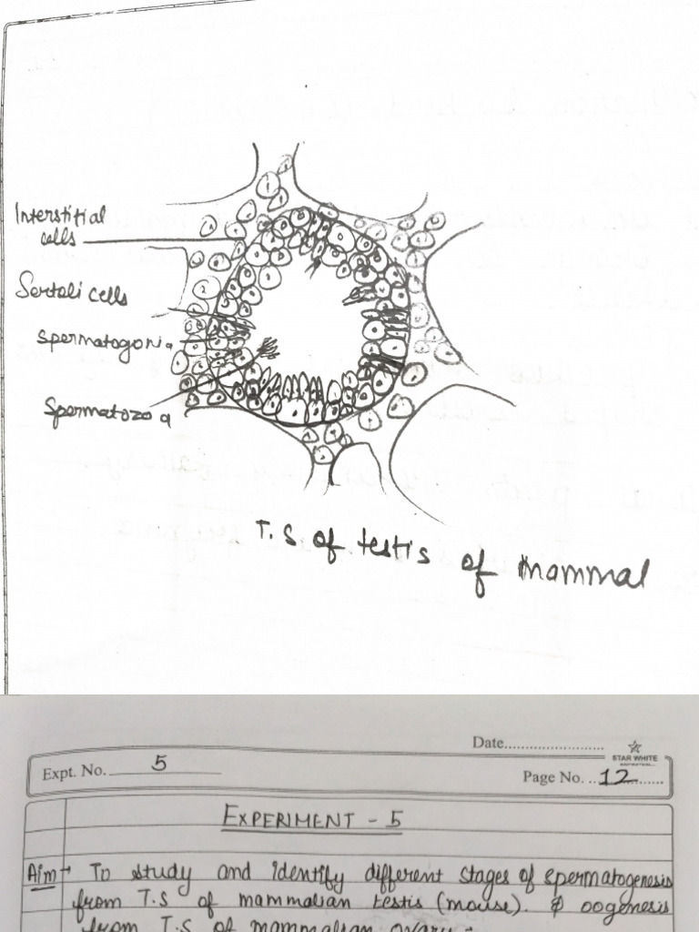 Biology 12th Experiment 5 | PDF