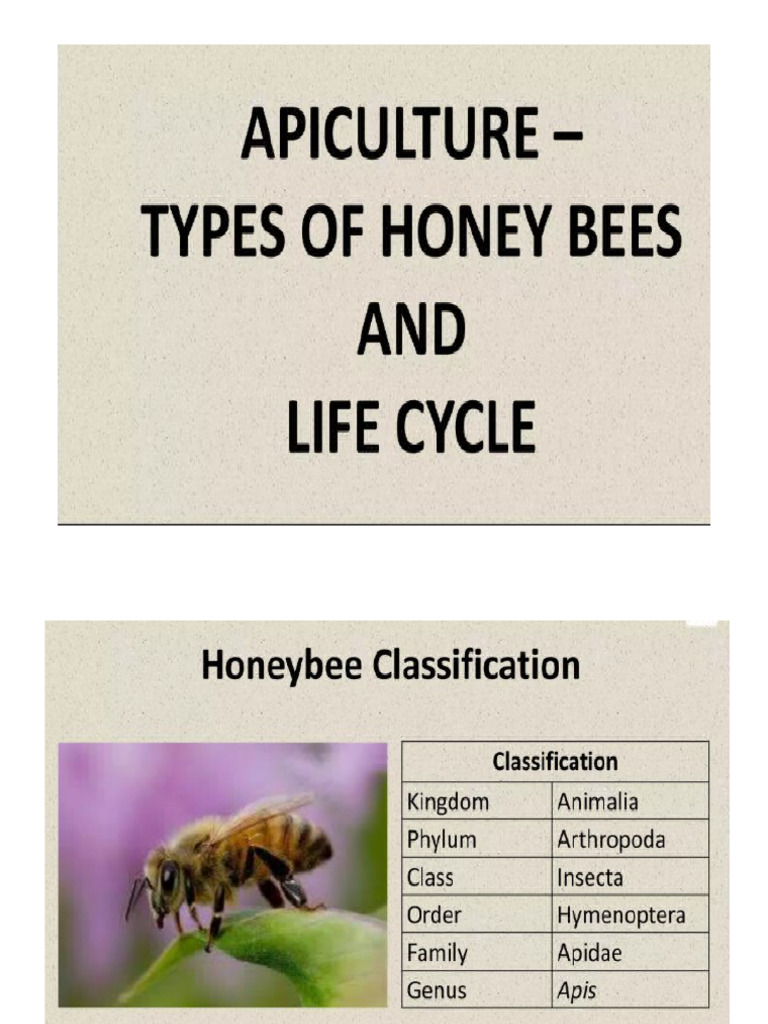 Apiculture Type and Life Cycle | PDF
