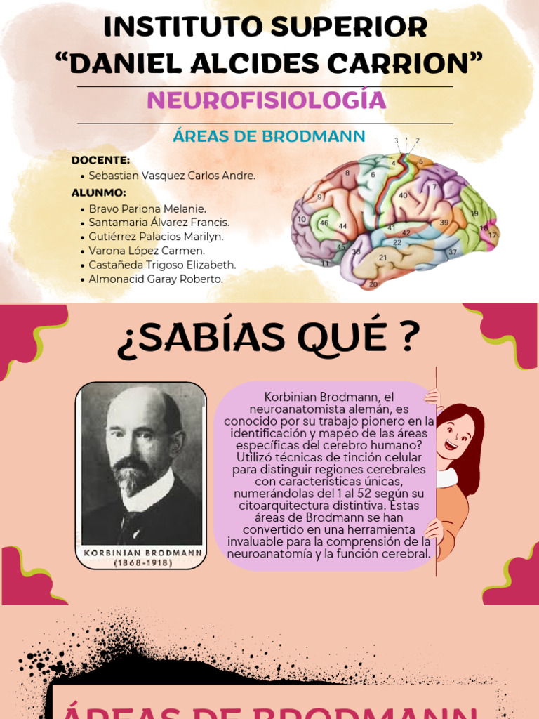 Mapeo de las 52 Áreas de Brodmann | PDF | Cerebro | Percepción