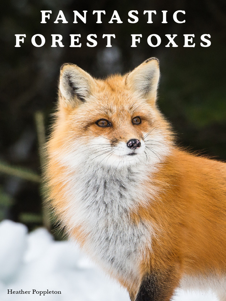 Fantastic Forest Foxes.pdf | PDF
