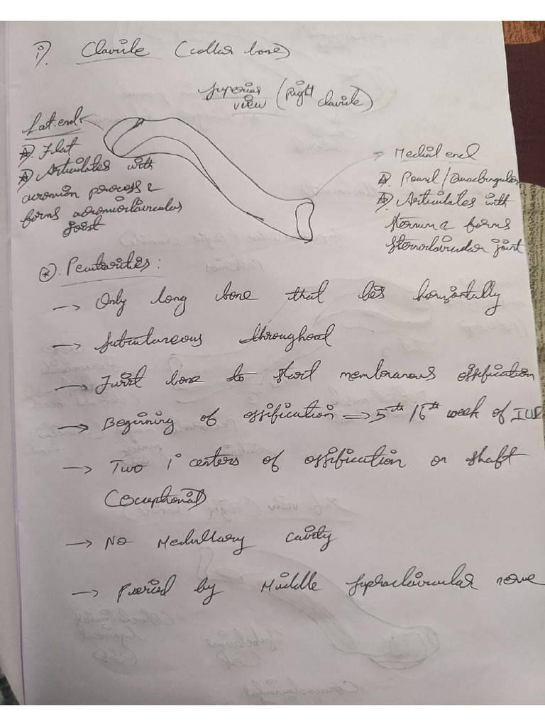 Clavicle Bone Anatomy Notes | PDF
