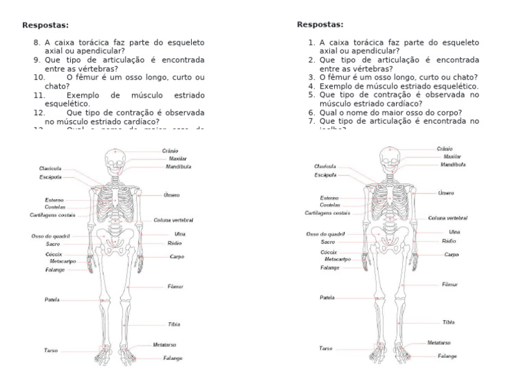 Atividade Sistema Locomotor Pdf