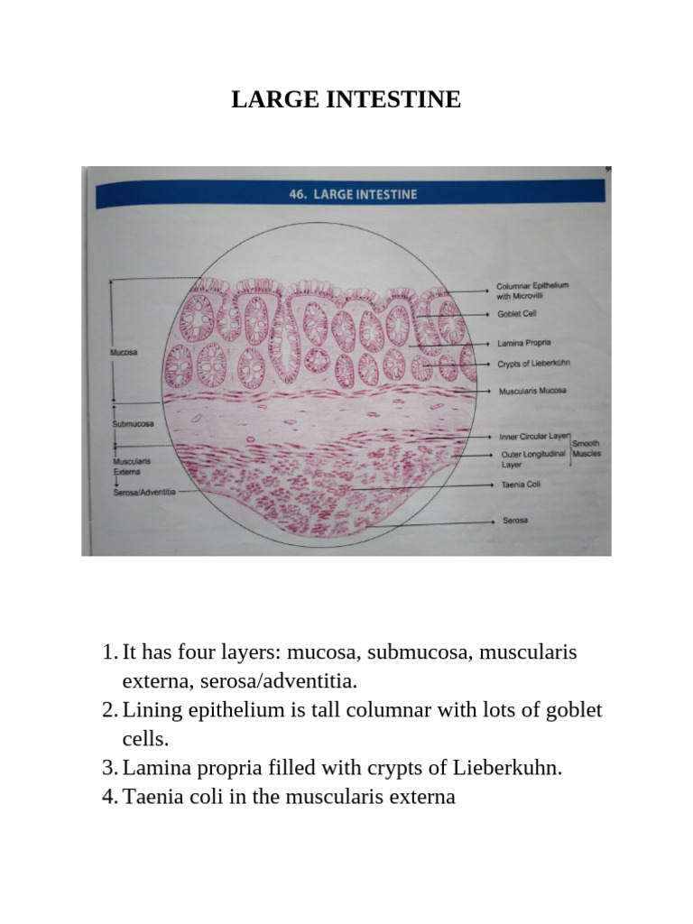 Large Intestine & Appendix | PDF