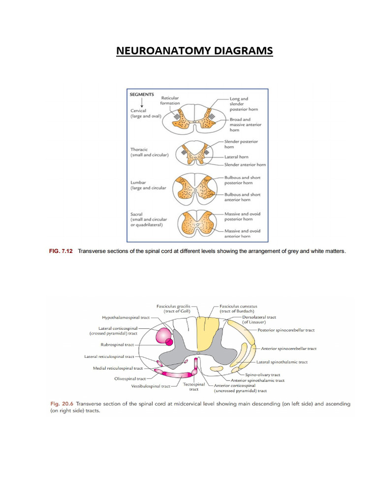 Neuroanatomy Diagrams PDF | PDF