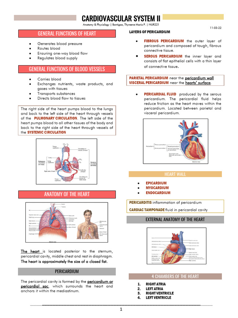 CARDIOVASCULAR SYSTEM II (Trans) | PDF | Heart Valve | Heart