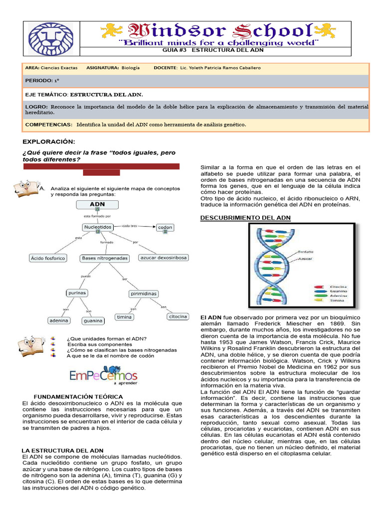 Estructura Del Adn | PDF | Adn | Nucleótidos