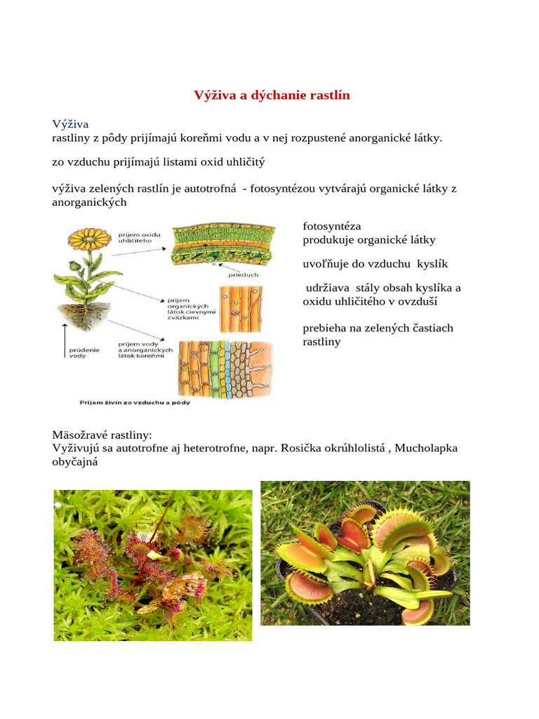 Vyziva A Dychanie Rastlin 3 3 | PDF
