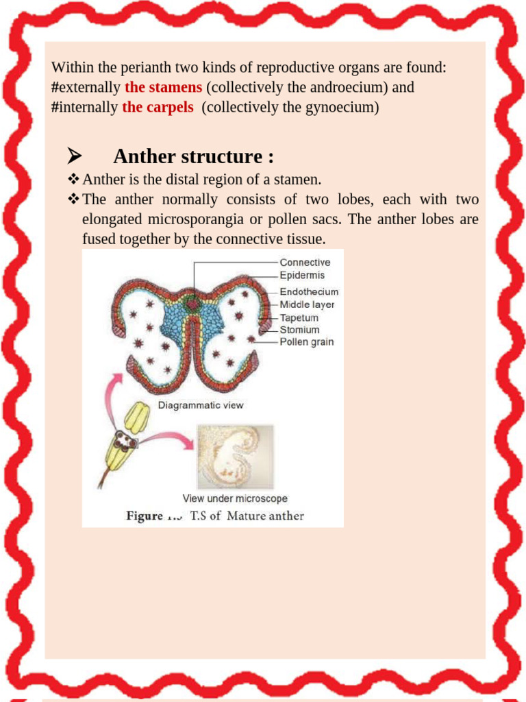 Anther Development | PDF