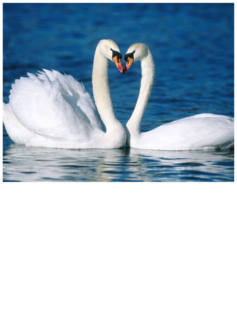 Lepe Slike | PDF