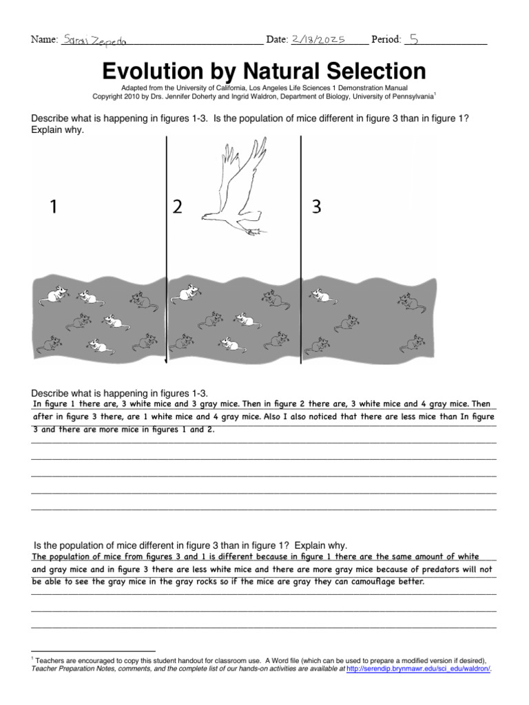 01 Mouse Evolution by Natural Selection Worksheet | PDF | Mouse | Biology