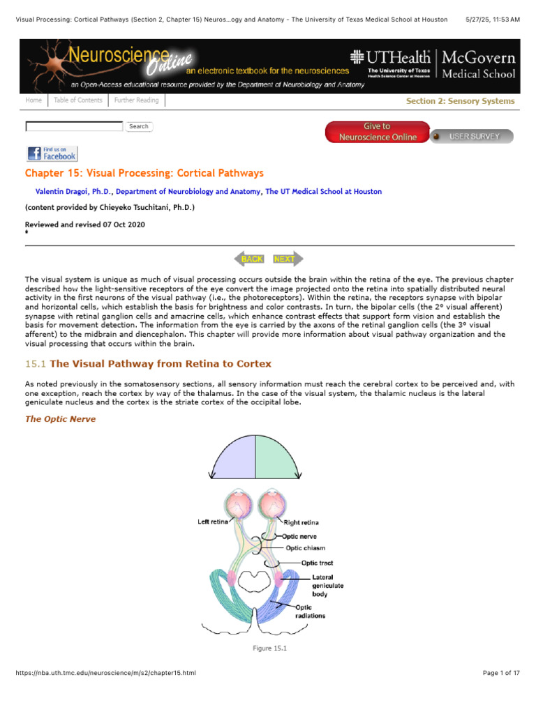 Chapter 15: Visual Processing: Cortical Pathways: The Visual Pathway From Retina To Cortex | PDF ...