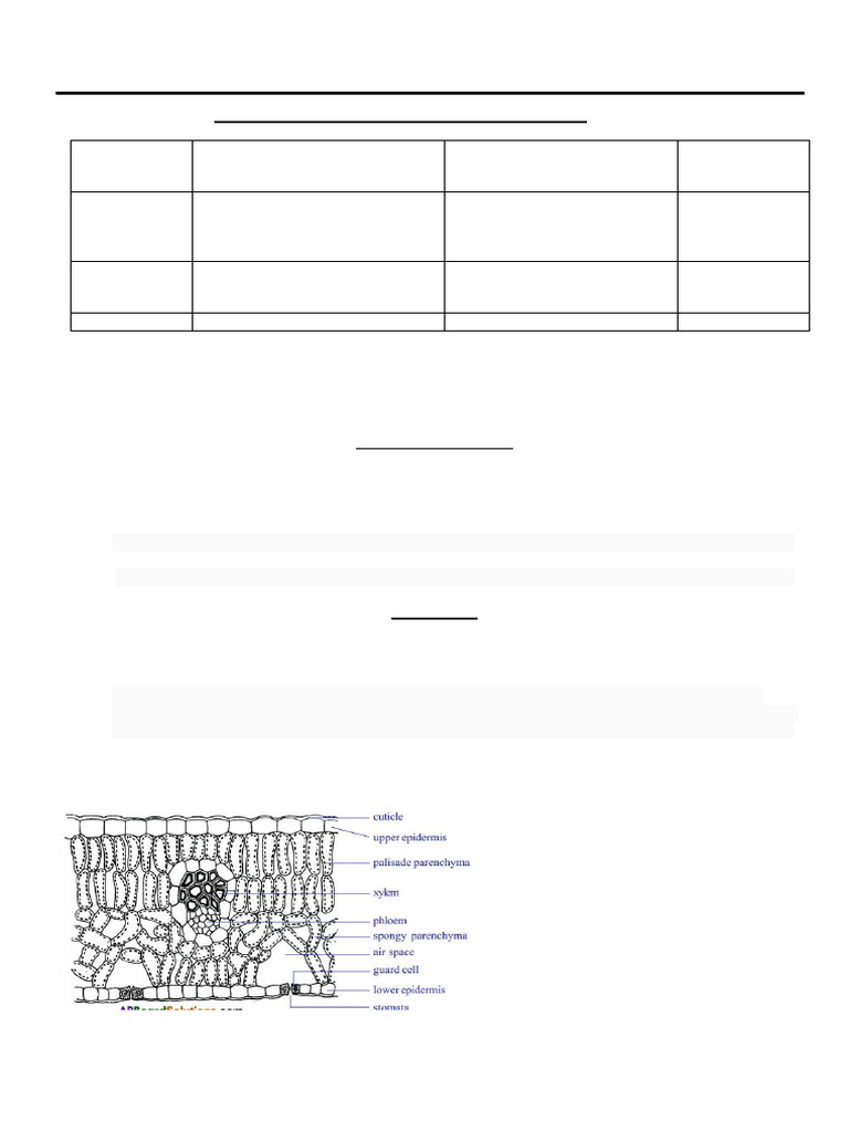 Class 10 Answe Key Biology 20 May 2025 | PDF | Digestion | Stoma