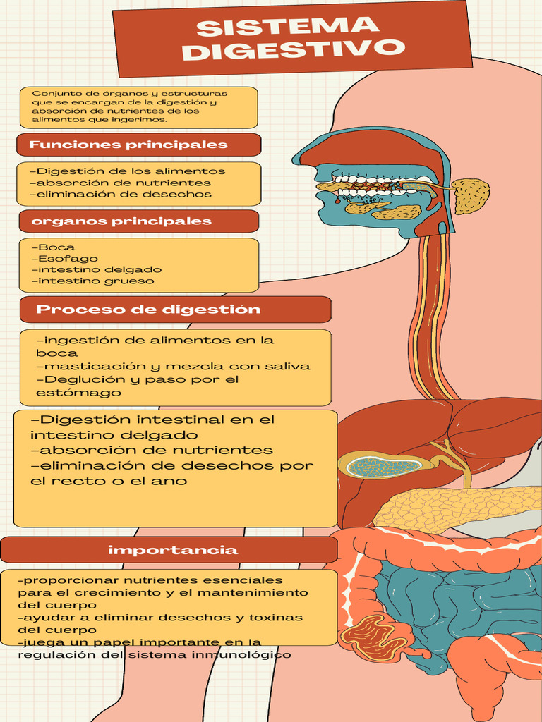 The Digestive System Science Educational Infographic in Dark Orange ...
