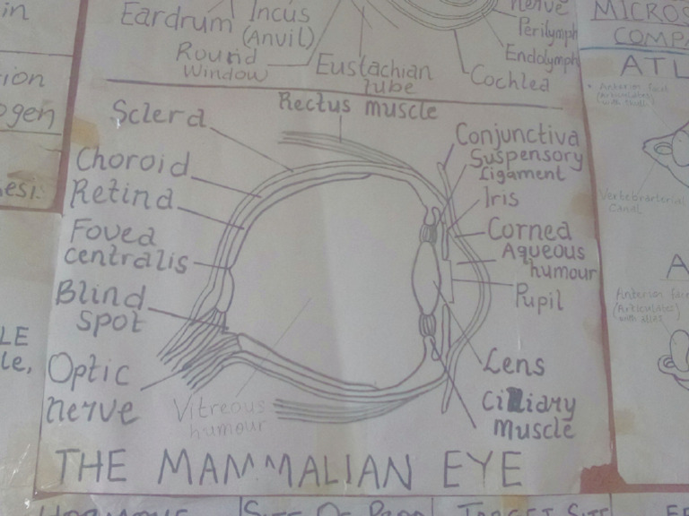 The Eye | PDF