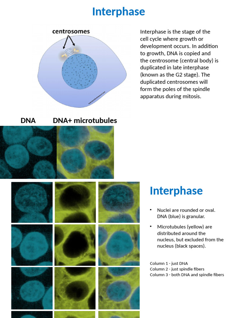 Overview Slides With Descriptions-Mitosis | PDF | Mitosis | Cell Nucleus