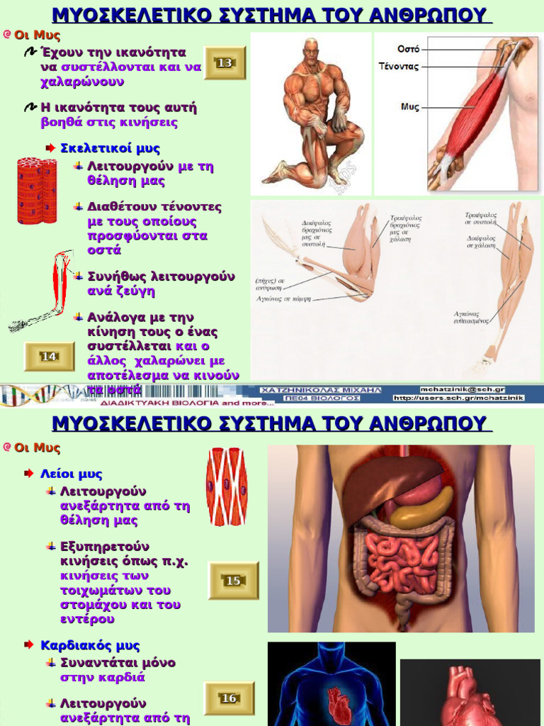 Mus Mioskeletiko Sistima & Igeia | PDF