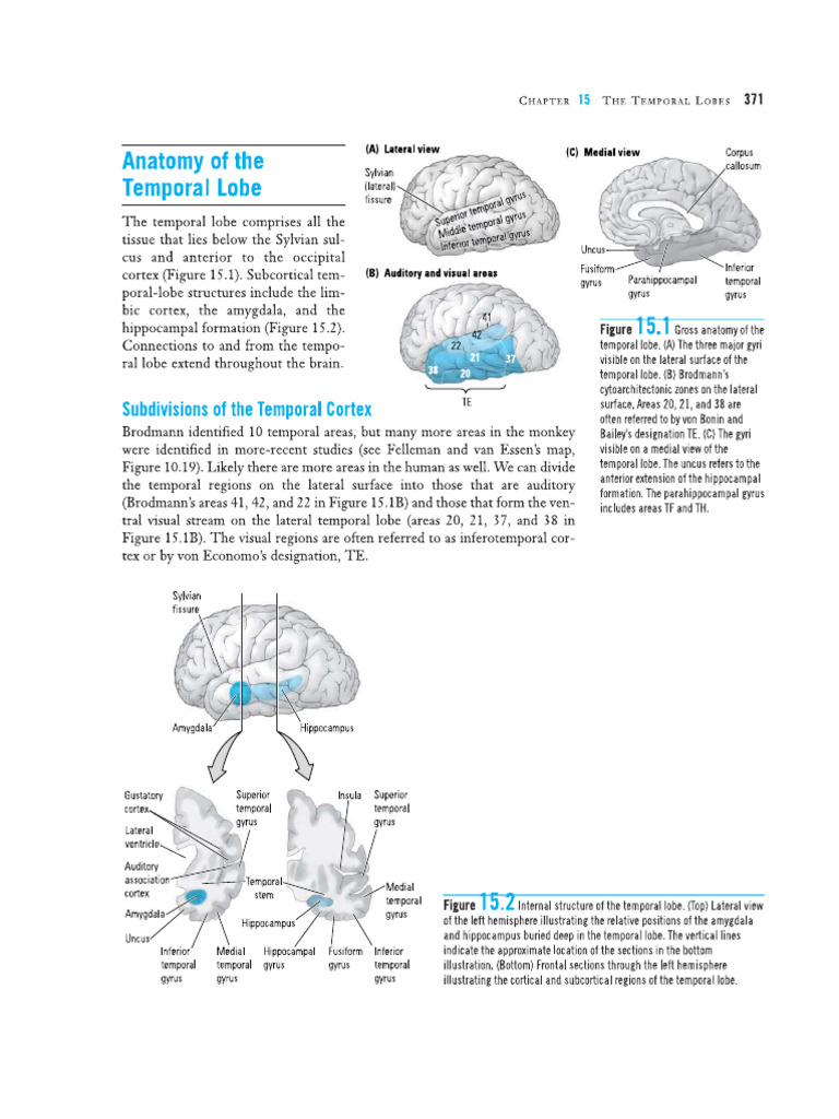 Temporal Lobe Kolb | PDF