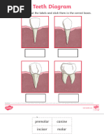 Teeth Labelling Guide and Answers | PDF
