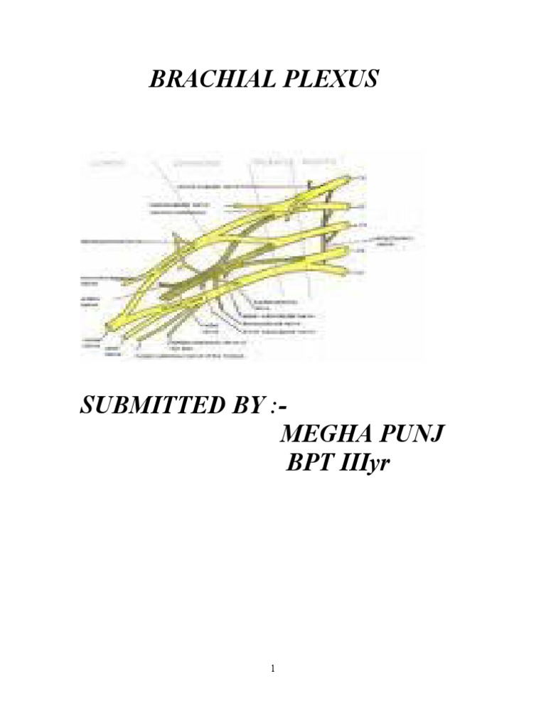 Brachial Plexus