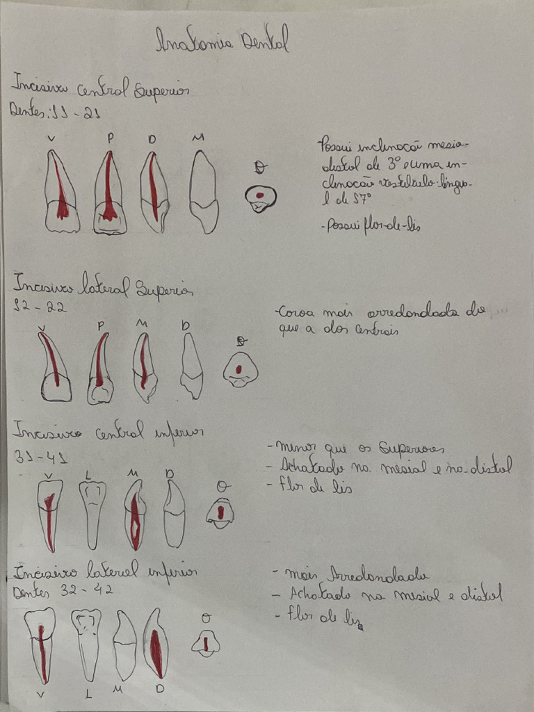 Anatomia Dental Radicular 1 | PDF
