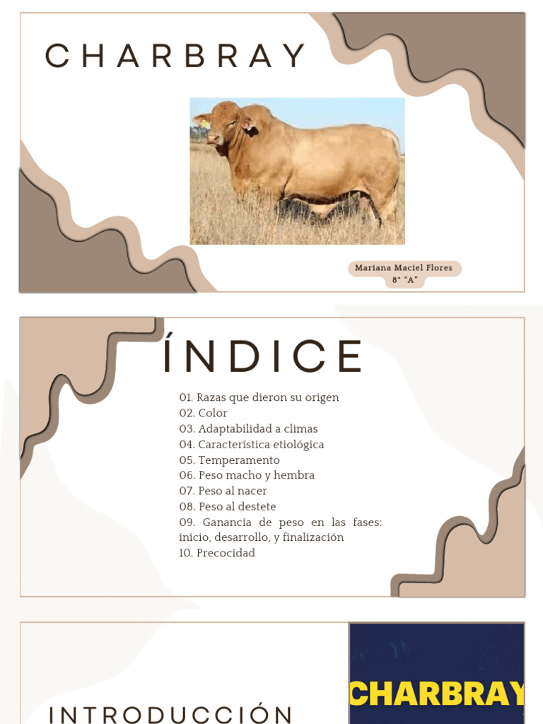 CHARBRAY | PDF | Vacas | Biología