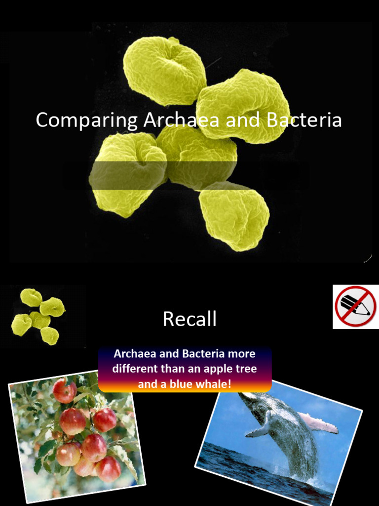 04 - Comparing Archaea and Bacteria | PDF | Bacteria | Archaea