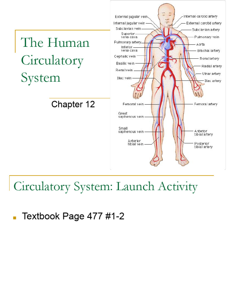 The Human Circulatory System 2019 | PDF | Heart | Heart Valve