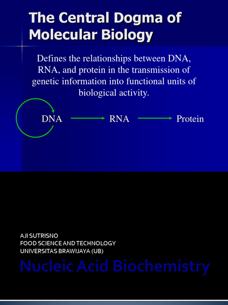 The Central Dogma of Molecular Biology | PDF | Nucleotides | Nucleic Acids