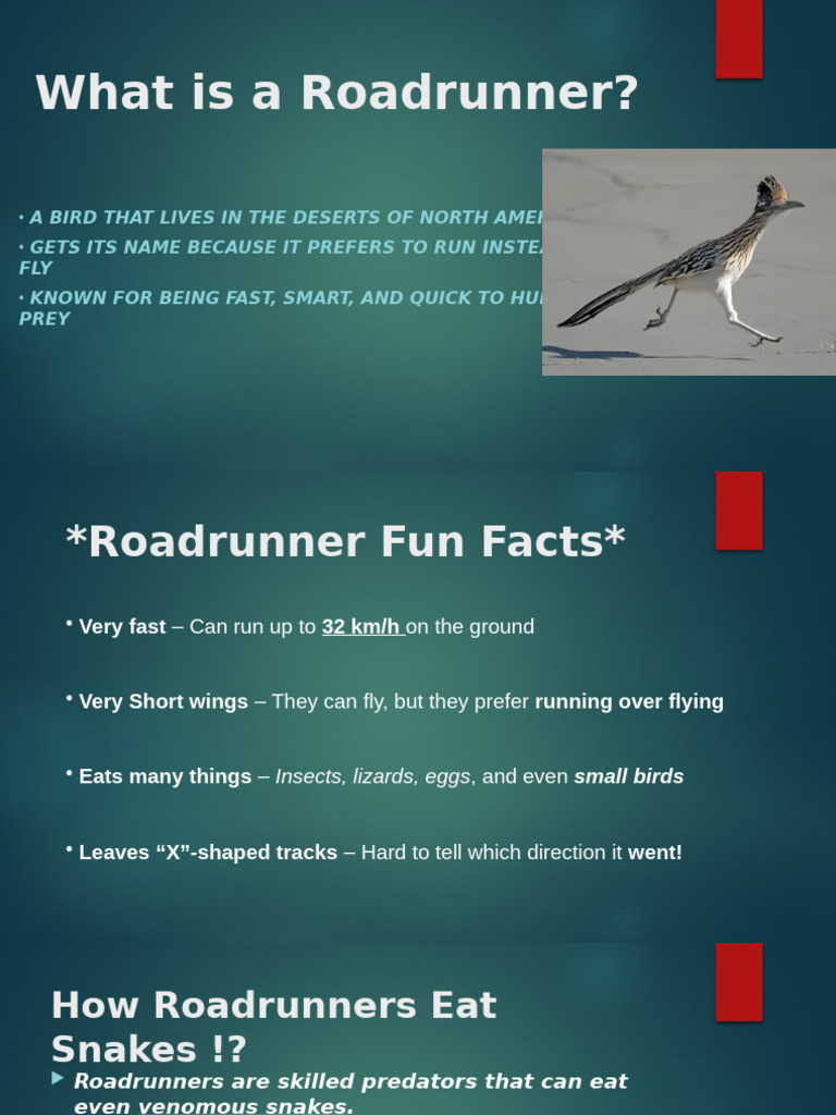 Roadrunner | PDF