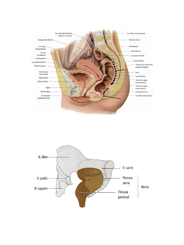 Recto | PDF | Pelvis | Abdomen