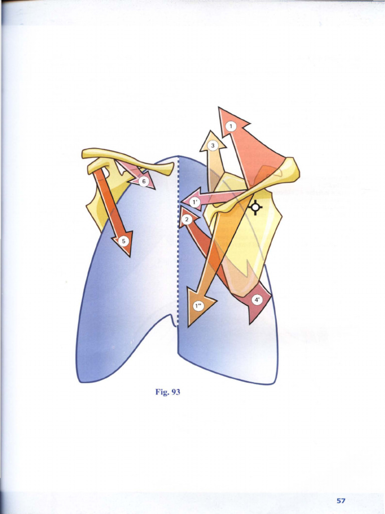 Lectura Obligatoria 6.1 Musculos Del Hombro | PDF | Hombro | Tejido suave