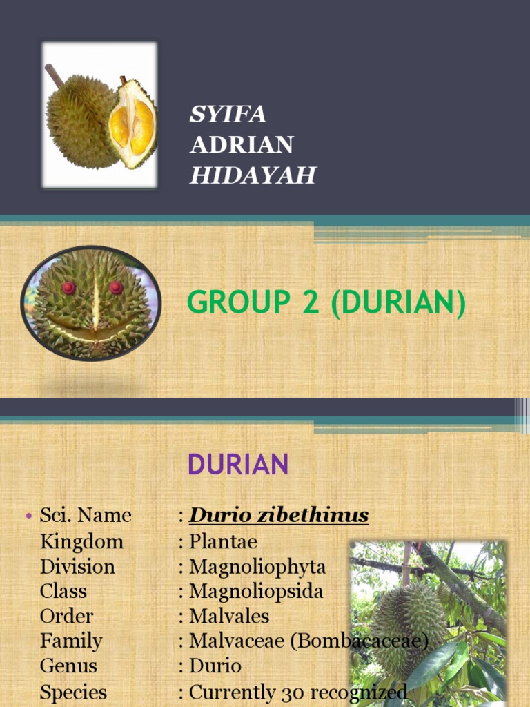 Group 2 (Durian) Final Edit | PDF | Pruning | Soil