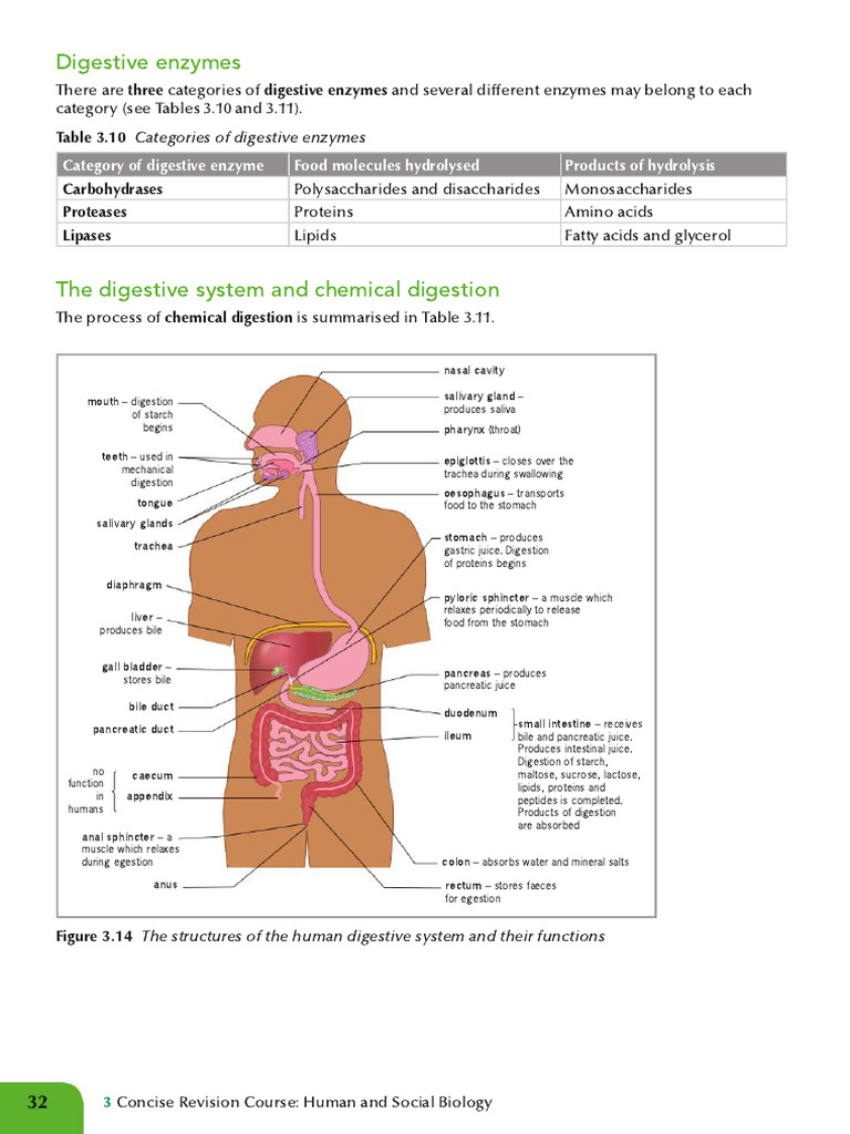 HSB - Digestive Enzymes and Absorption | PDF | Digestion | Human ...