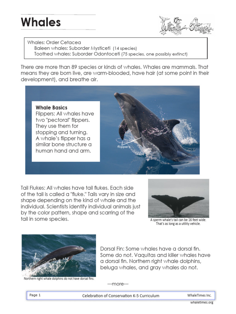 WHALES FACT SHEET Whales Celebration of Conservation k5 Booklet 1 Fact ...