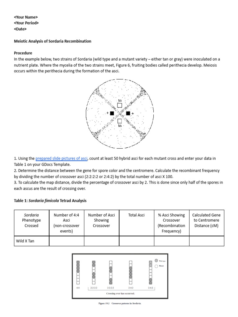 Meiosis and Tetrad Analysis Template | PDF | Genetics | Biology