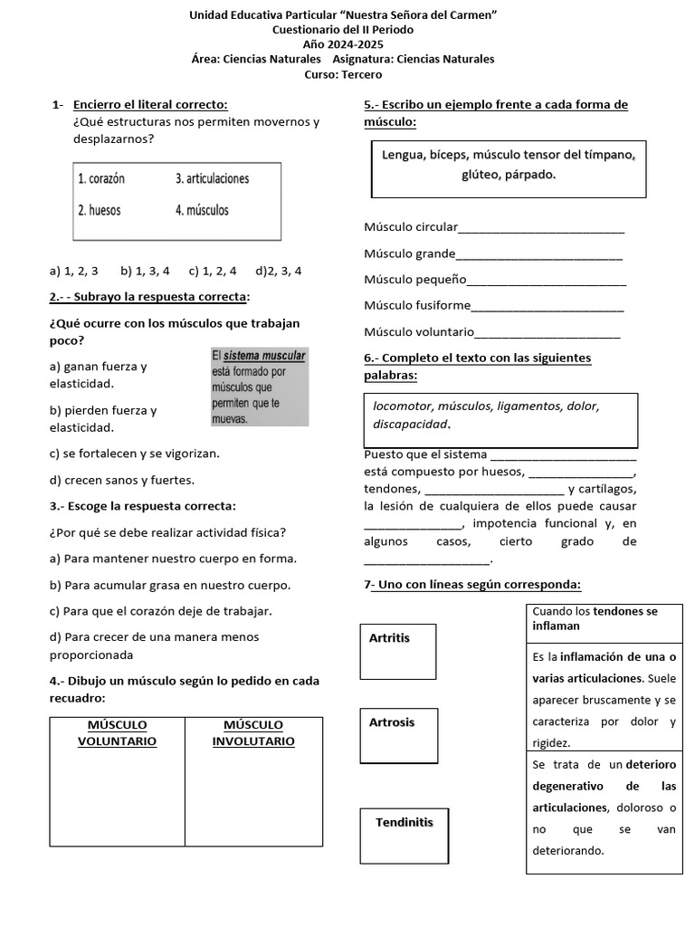 Cuestionarios CCNN 2do Trimestre | PDF | Músculo | Artería