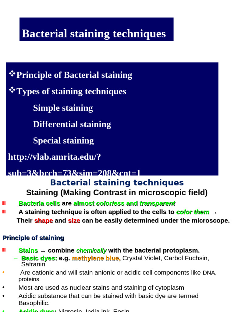 Bacterial Staining Handout | PDF | Staining | Bacteria