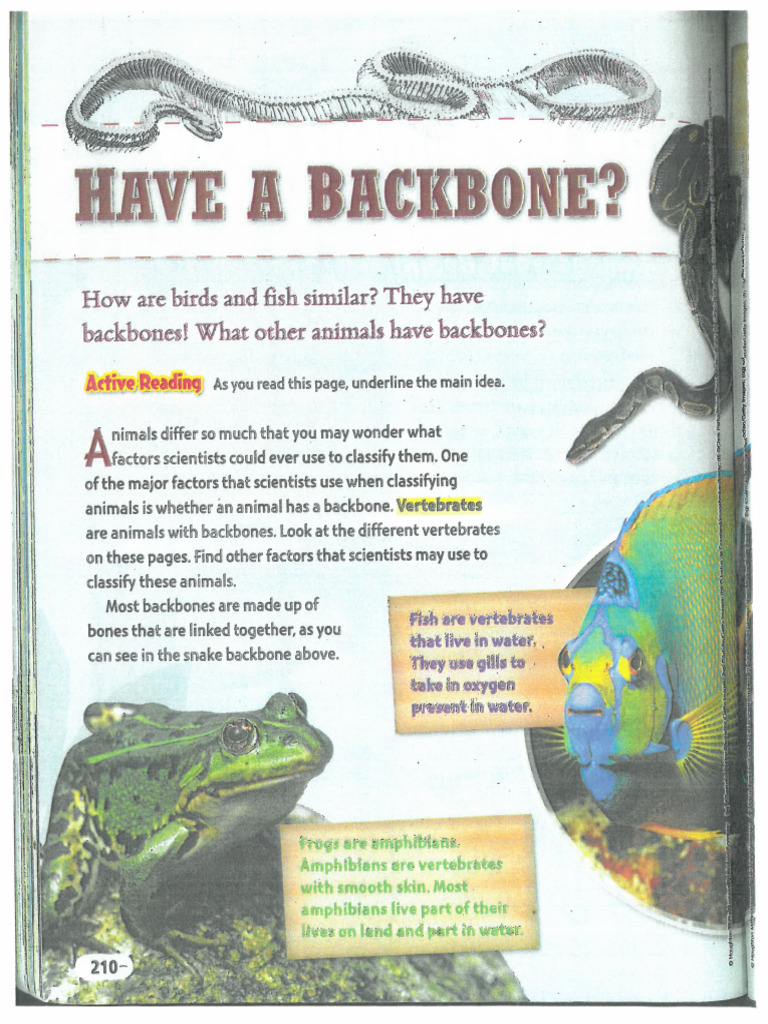 Vertebrates Worksheet | PDF
