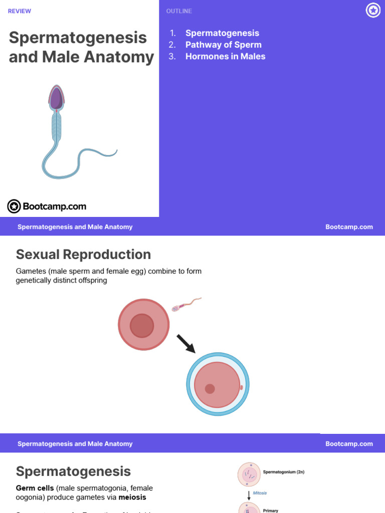 Spermatogenesis And Male Anatomy | PDF | Menstrual Cycle | Luteinizing ...