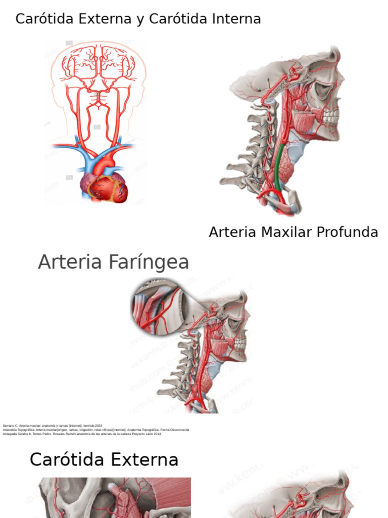 Carótida Externa | PDF | Angiología | Anatomía humana