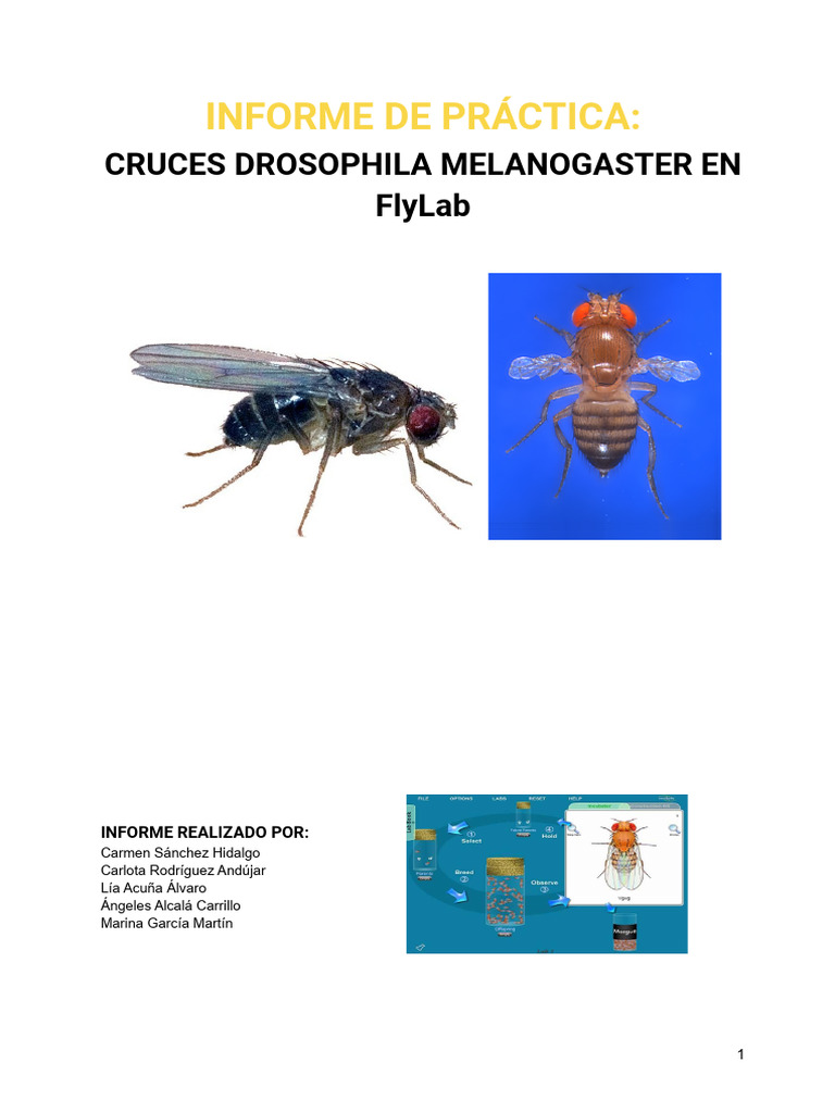 Cruces Genéticos en Drosophila Melanogaster | PDF | Drosophila ...