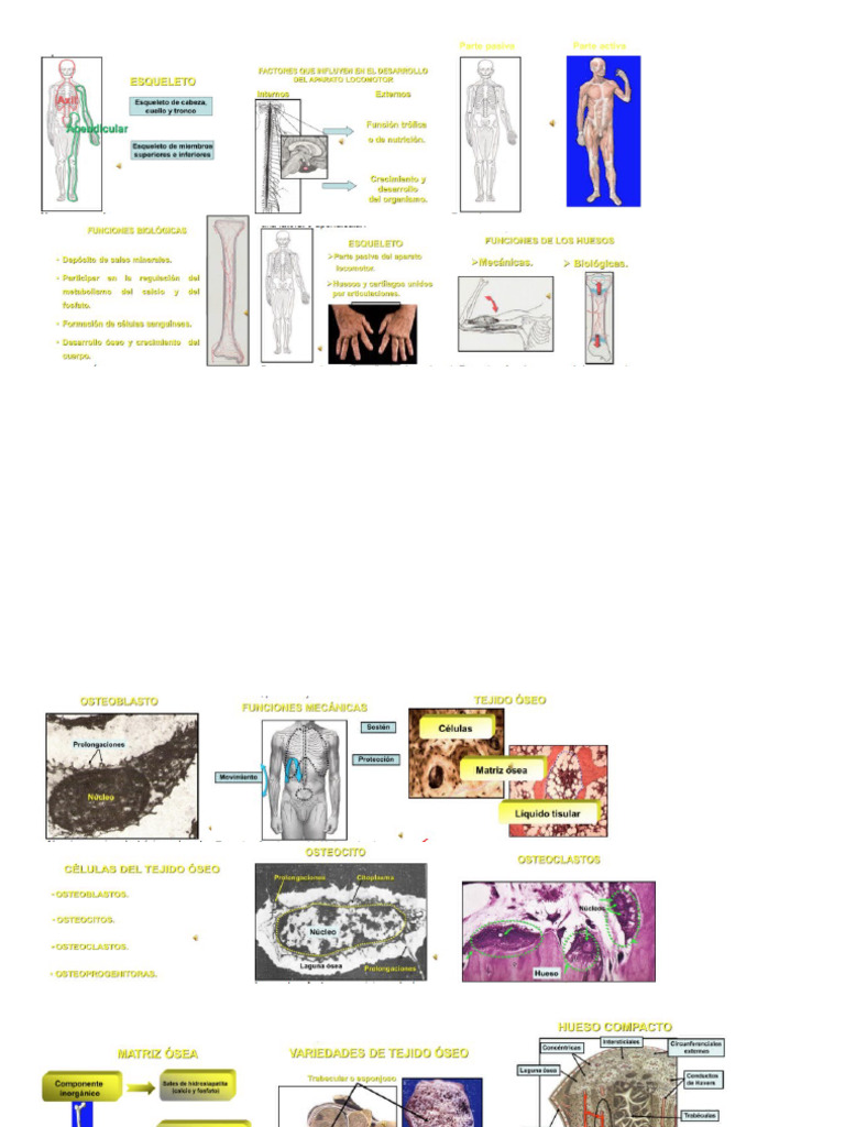 Imagenes Morfo I | PDF