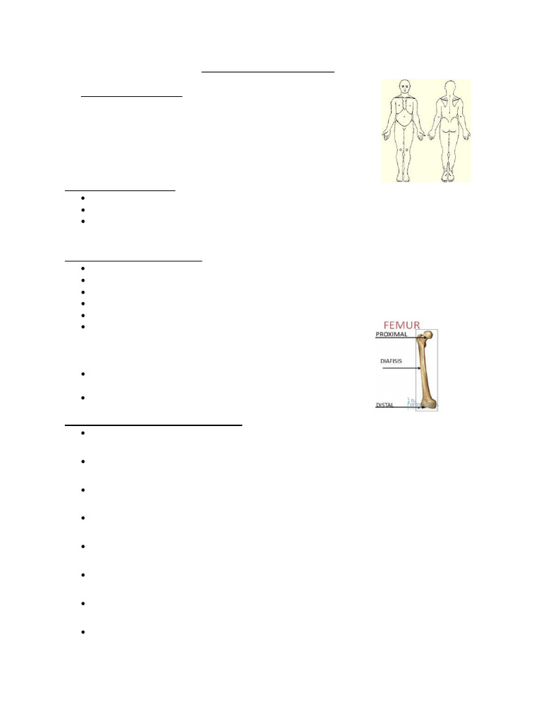 Términos Anatómicos | PDF | Términos anatómicos de ubicación | Anatomía