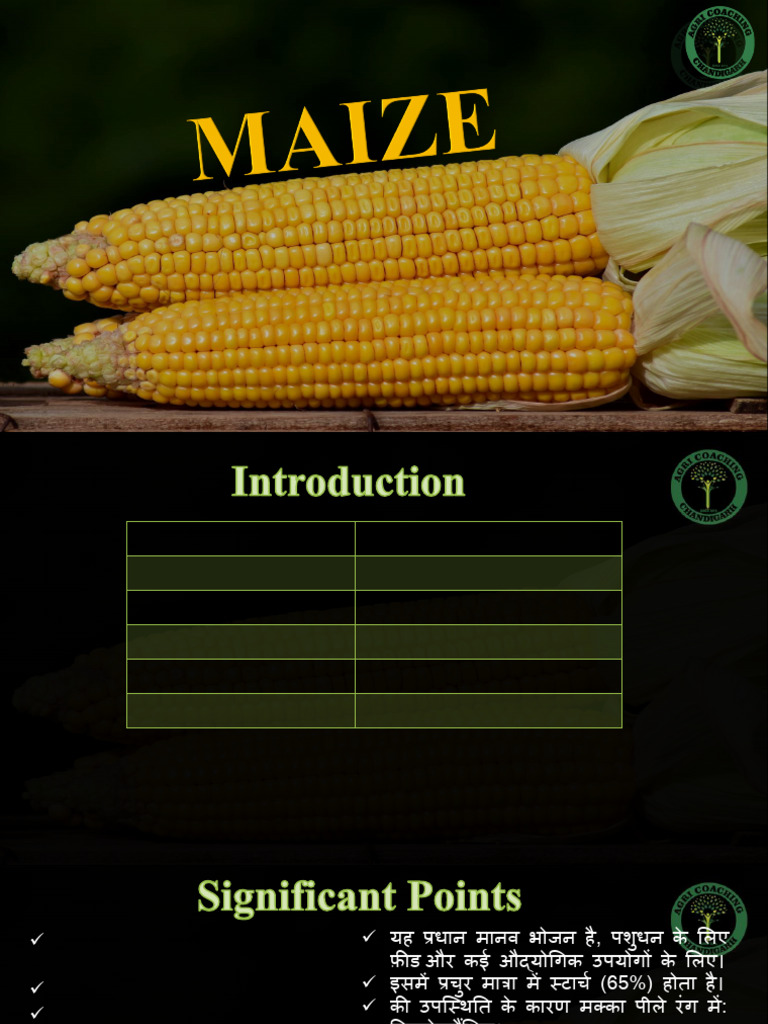 Offline Kanpur 2025 Agronomy Maize PDF ????? | PDF