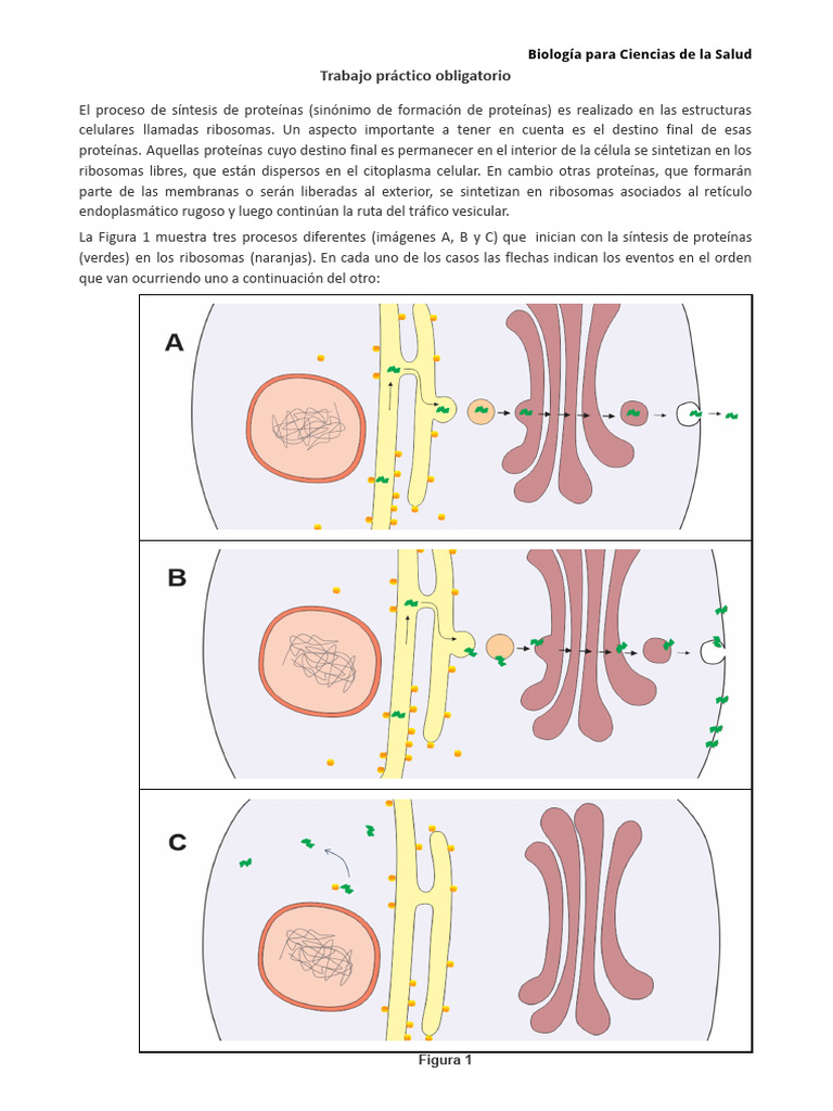 BCS Consigna TP Obligatorio | PDF | Histología | Biotecnología